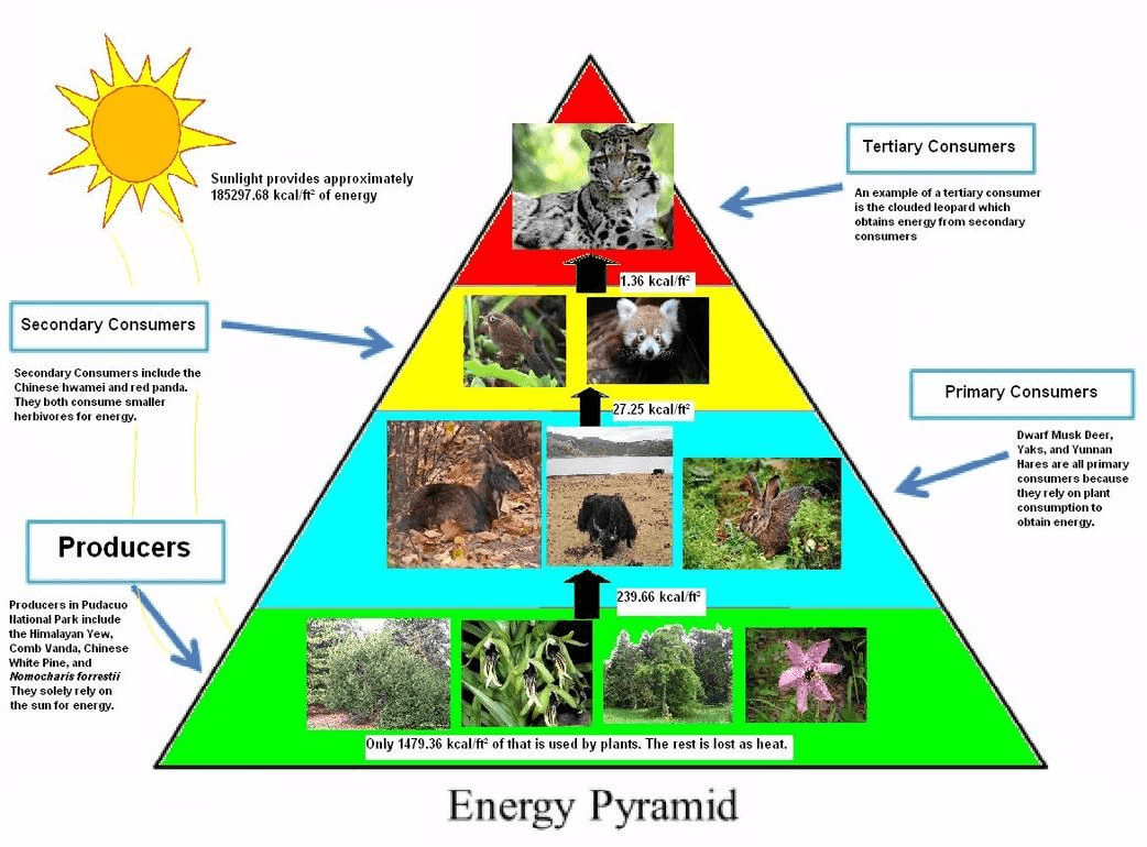 Trophic Pyramid Of The Rainforest