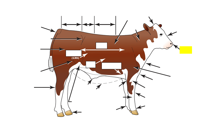 Beef Unit test