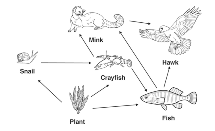 Abiotic and Biotic Cycles Jeopardy Template