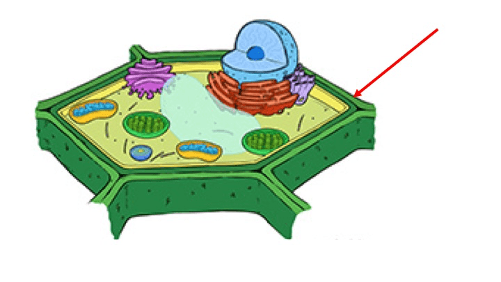 s9 Living Environment - Cell Theory Review
