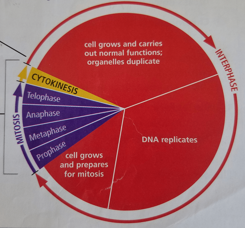 7th Grade Science V1 Mitosis Jeopardy Template
