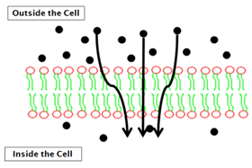 Cellular Transport Jeopardy Template