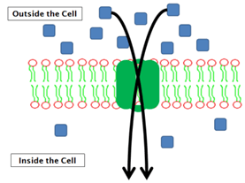 Cellular Transport Jeopardy Template