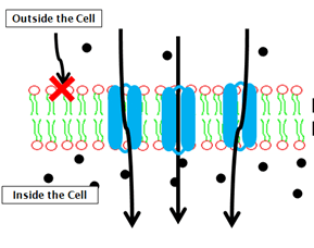 Cellular Transport Jeopardy Template