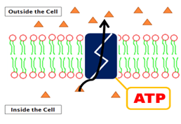 Cellular Transport Jeopardy Template