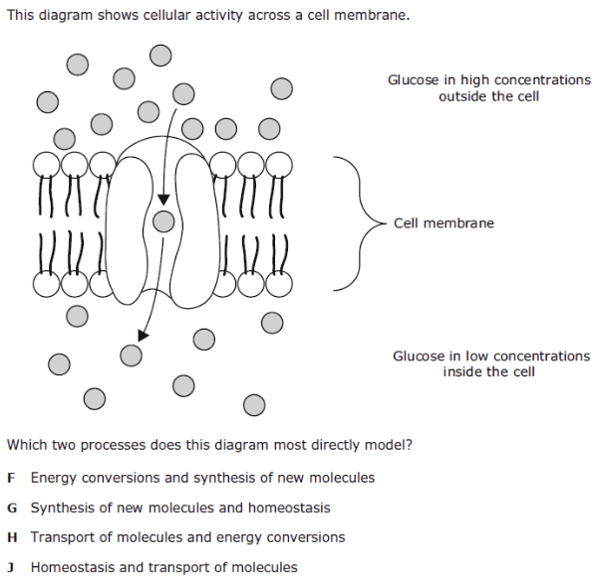 Cell Cycle and Cell Transport Jeopardy Template