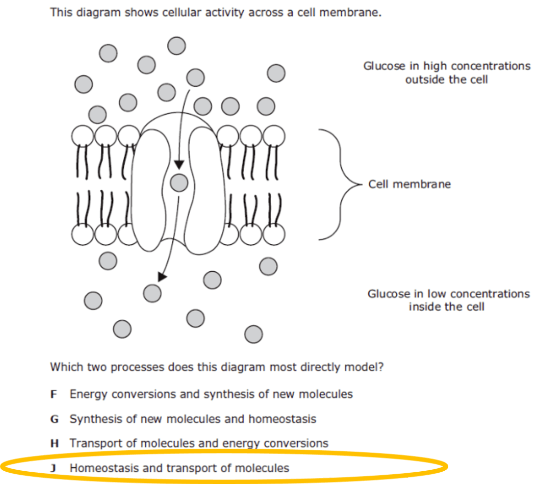 Cell Cycle and Cell Transport Jeopardy Template