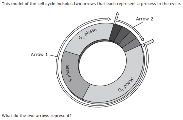 Cell Cycle and Cell Transport Jeopardy Template