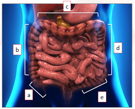Digestive System Jeopardy Template