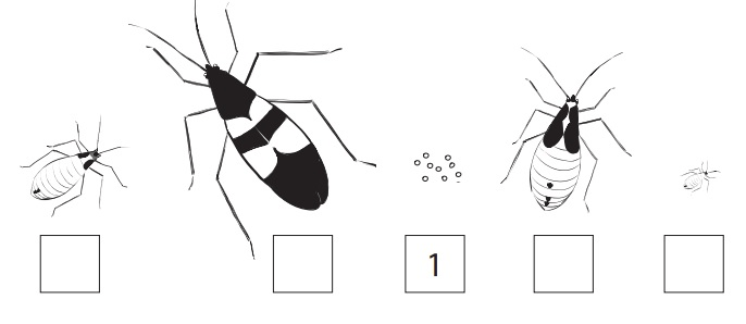 Insects and Plants Jeopardy Template