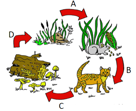 Matter Cycles in an Ecosystem
