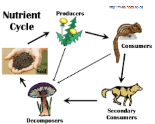 Matter Cycles in an Ecosystem