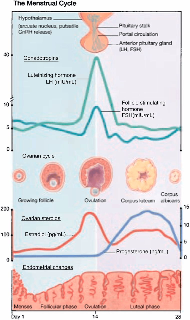 Menstrual Cycle Jeopardy Template menstrual-cycle-jeopardy-template