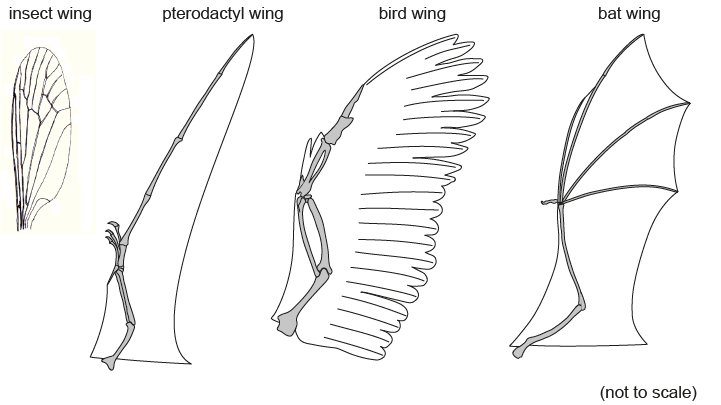 Convergent Evolution Wings