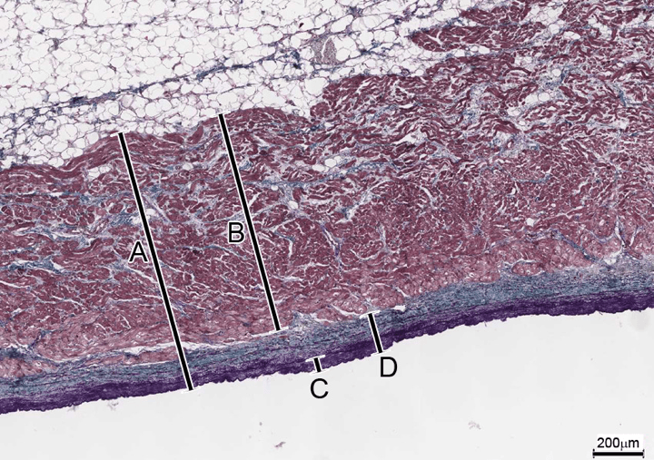 Histology UNIT II Final Review