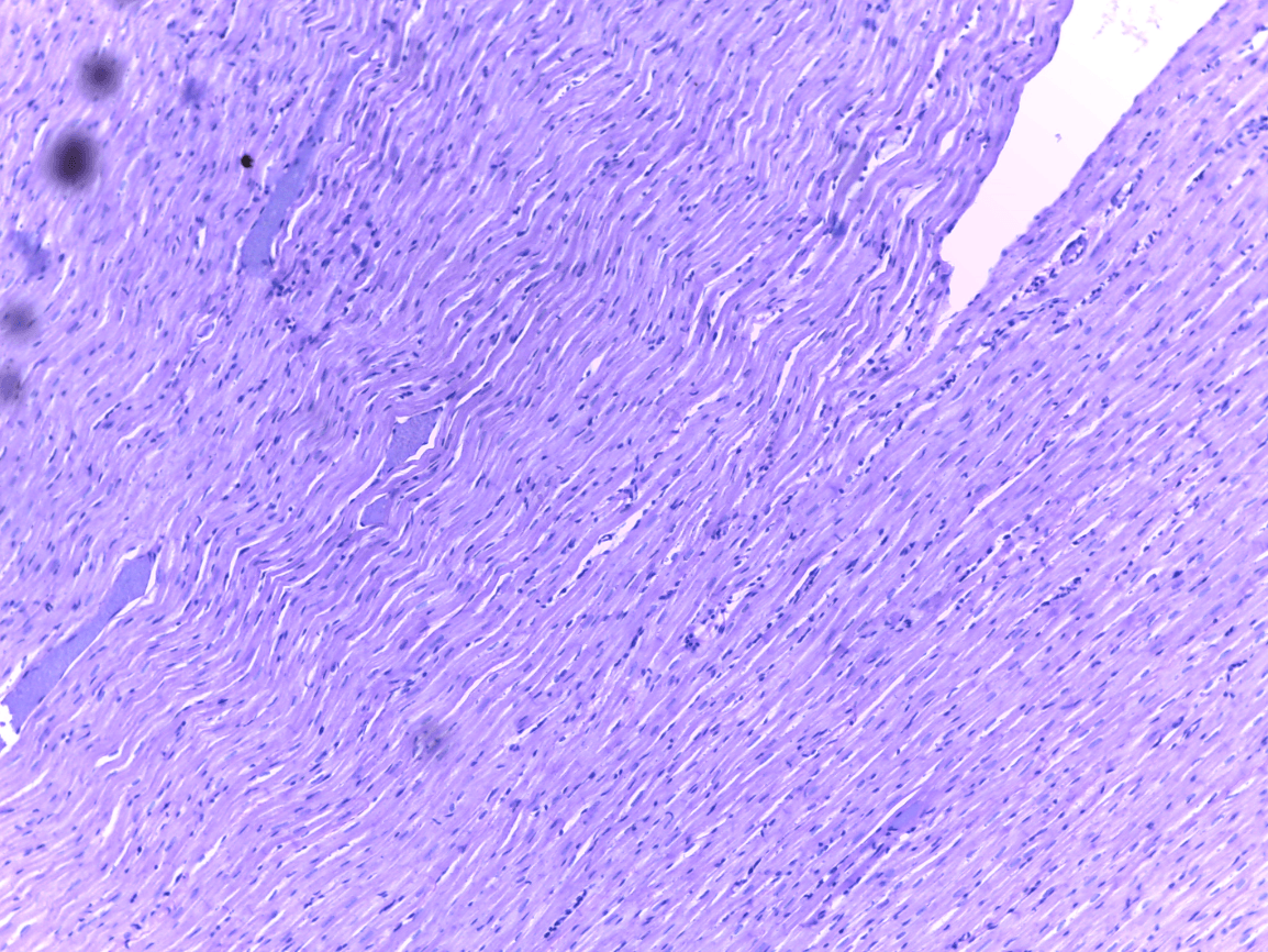 Supportive/Fluid/Muscle/Nervous Tissue Histology Jeopardy Template