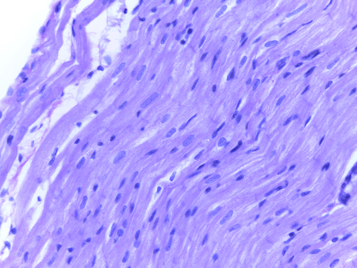 Supportive/Fluid/Muscle/Nervous Tissue Histology Jeopardy Template