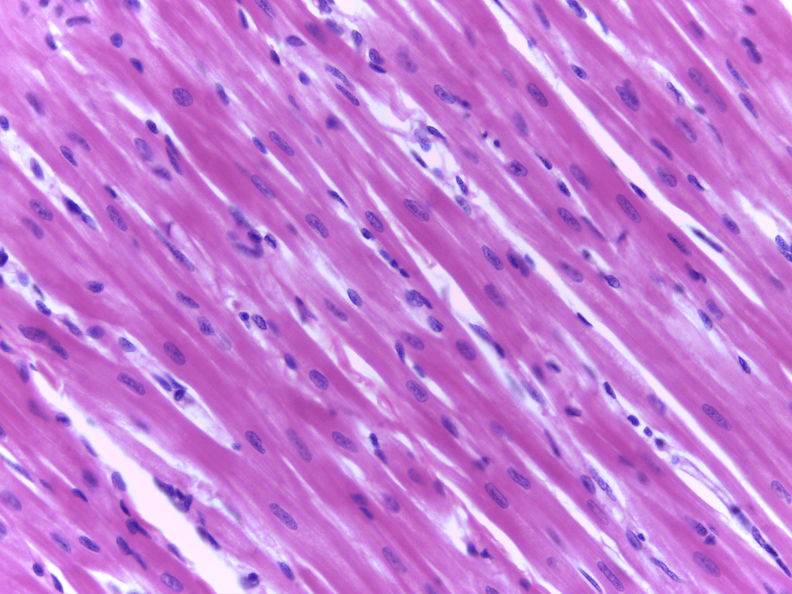 Supportive/Fluid/Muscle/Nervous Tissue Histology Jeopardy Template