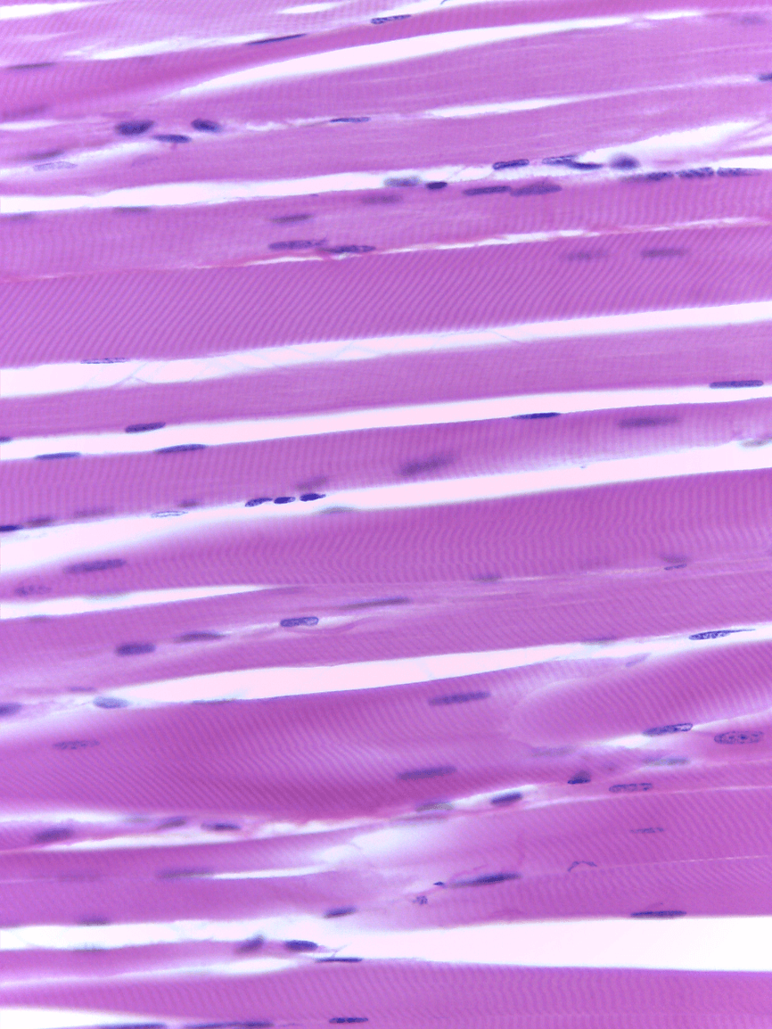 Supportive/Fluid/Muscle/Nervous Tissue Histology Jeopardy Template