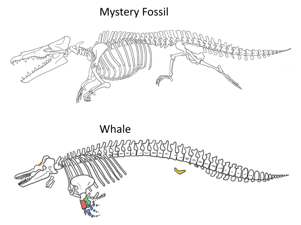 Evolutionary History Review Chapter 1, Lessons 2-5 Jeopardy Template