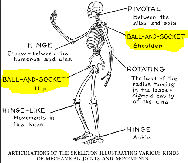 Anatomy Jeopardy Template