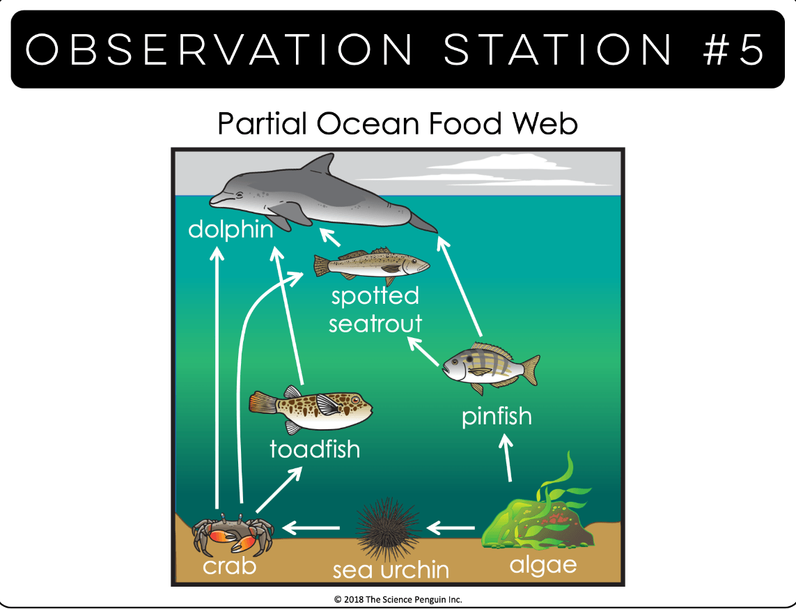 Food Chains Jeopardy Template
