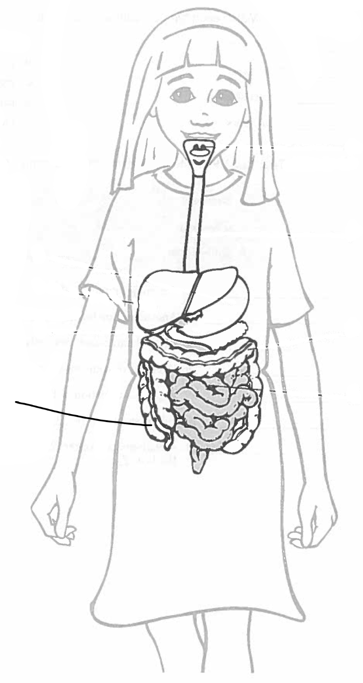 Abeka 5th Grade Health Test 2 Review
