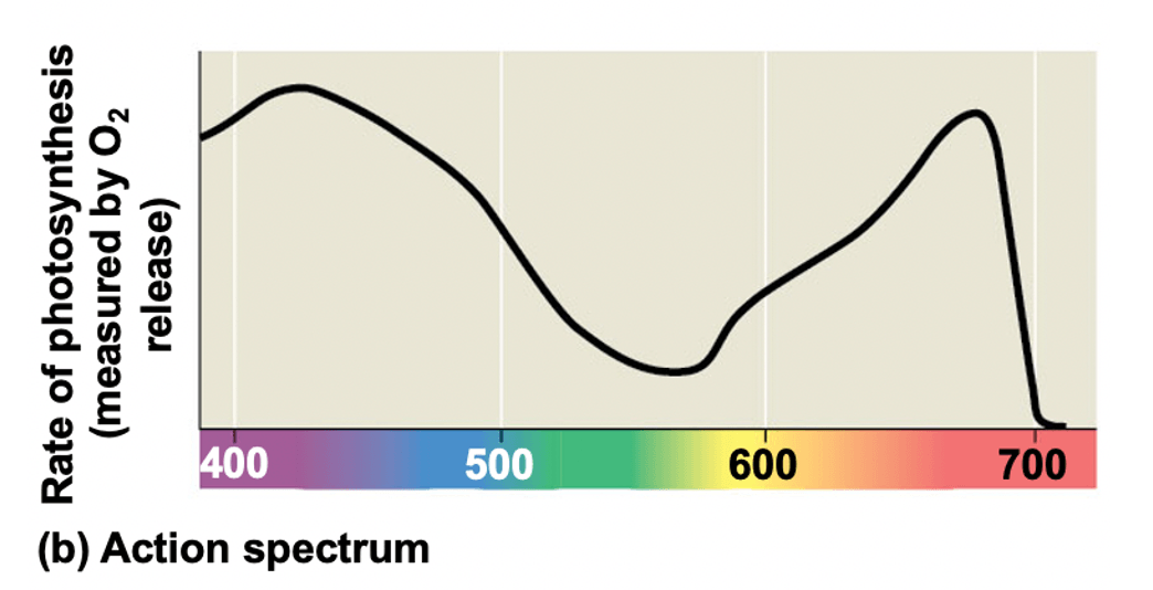 Graphic Photosynthesis