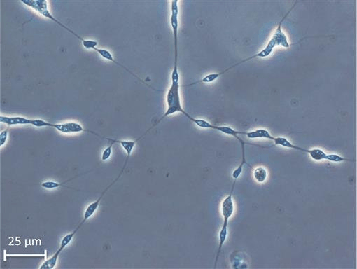 Protozoa & Marine Fungi Jeopardy Jeopardy Template
