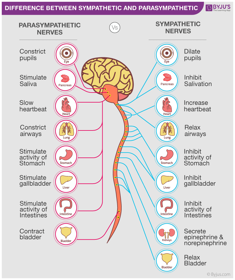 The Nervous System Part 2 Jeopardy Template