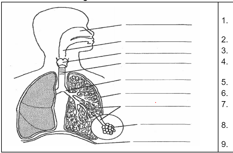 Circulatory - Respiratory -Digestive System with Trivia Jeopardy Template