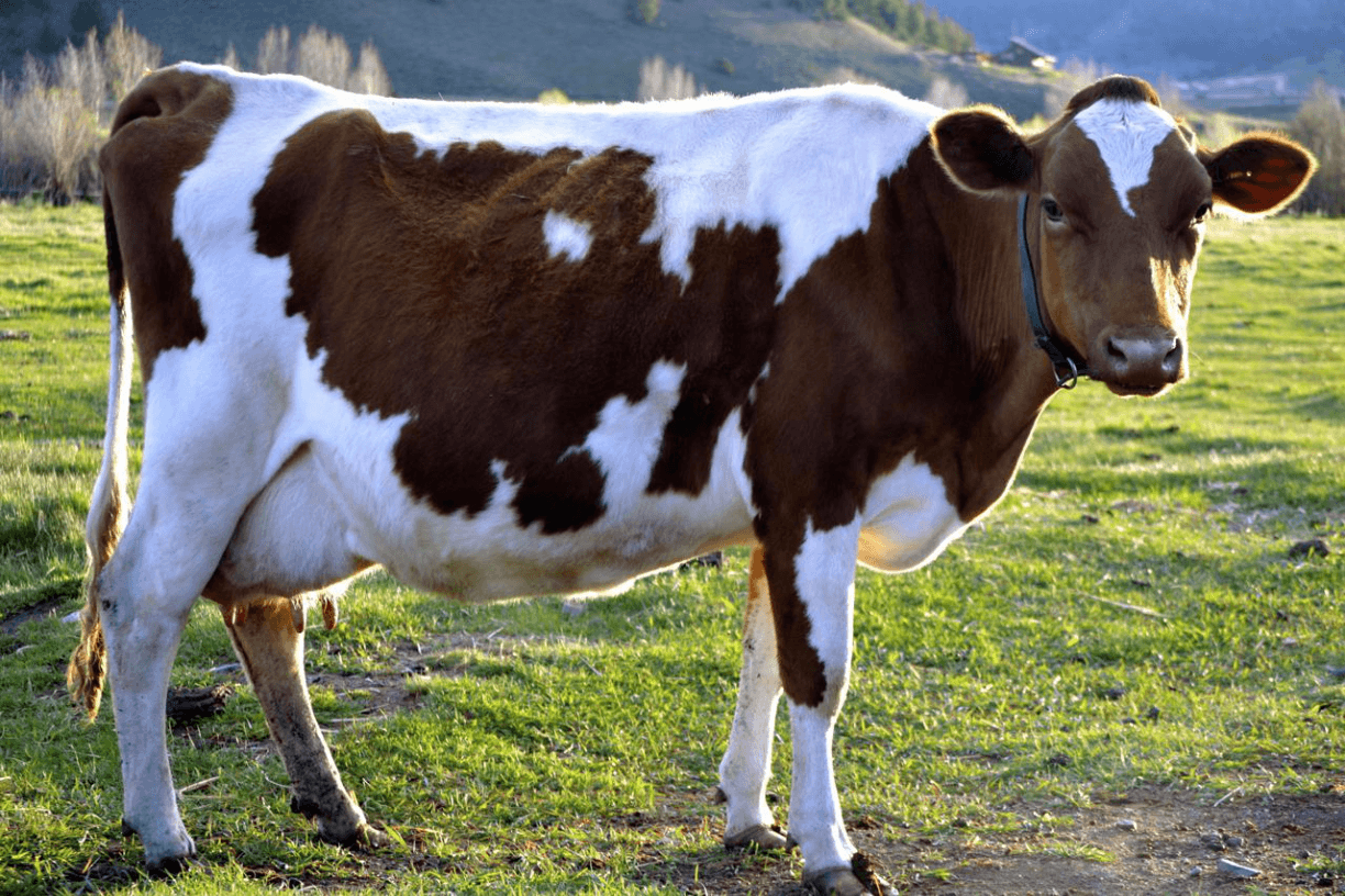 The Marvelous Cow: An Insight into the Life and Importance of Cattle | BULB