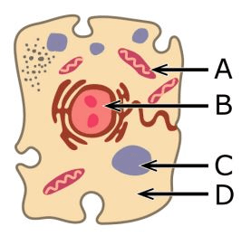 S5L3 Plant and Animal Cells Jeopardy Template