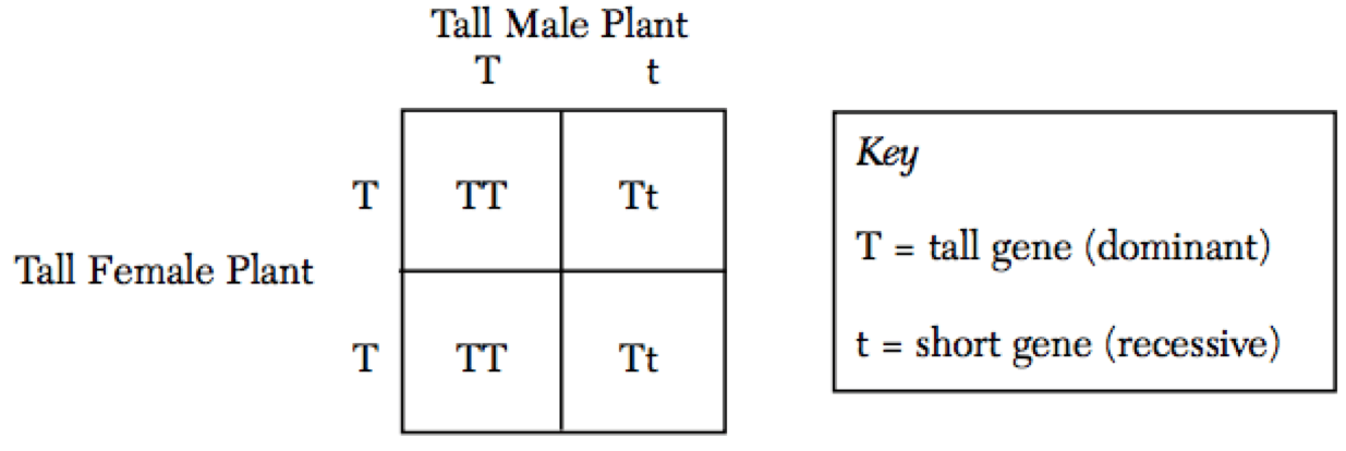 Genetics and Heredity Jeopardy Template