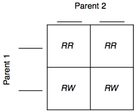 Genetics and Heredity Jeopardy Template