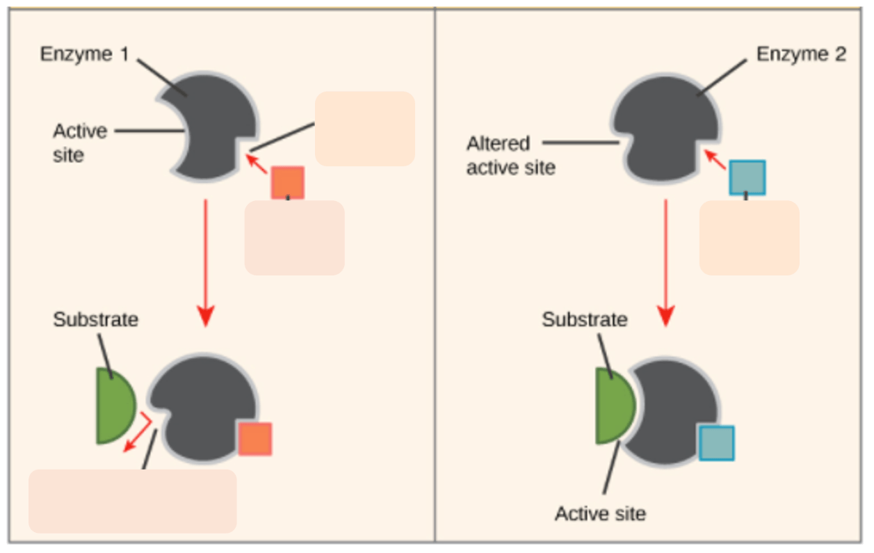 AP Biology: Units 3 & 4 all about CELLS Jeopardy Template