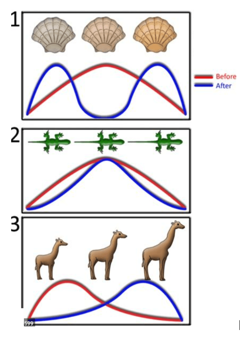 AP Biology Evolution Review Jeopardy Template