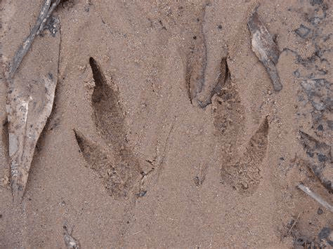 Animals Jeopardy Template