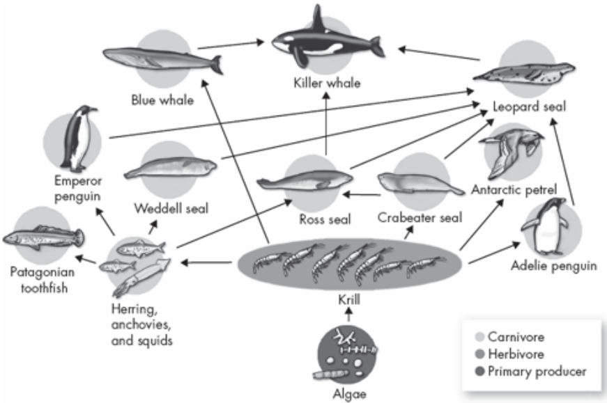 Sable Facts Distribution Habitat Lifecycle Pictures