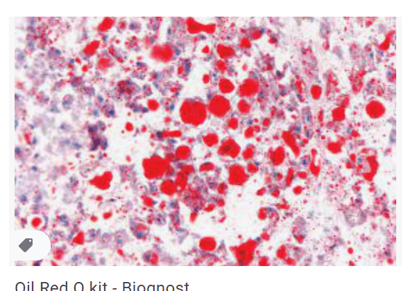 Enzyme Histochemistry