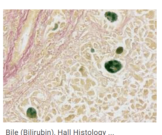 Enzyme Histochemistry