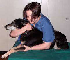 Anatomical and Directional Terms (Vet med)