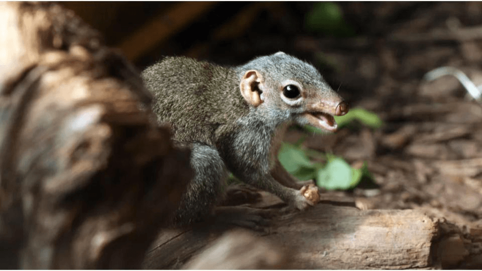 EL capibara con botas 1-14