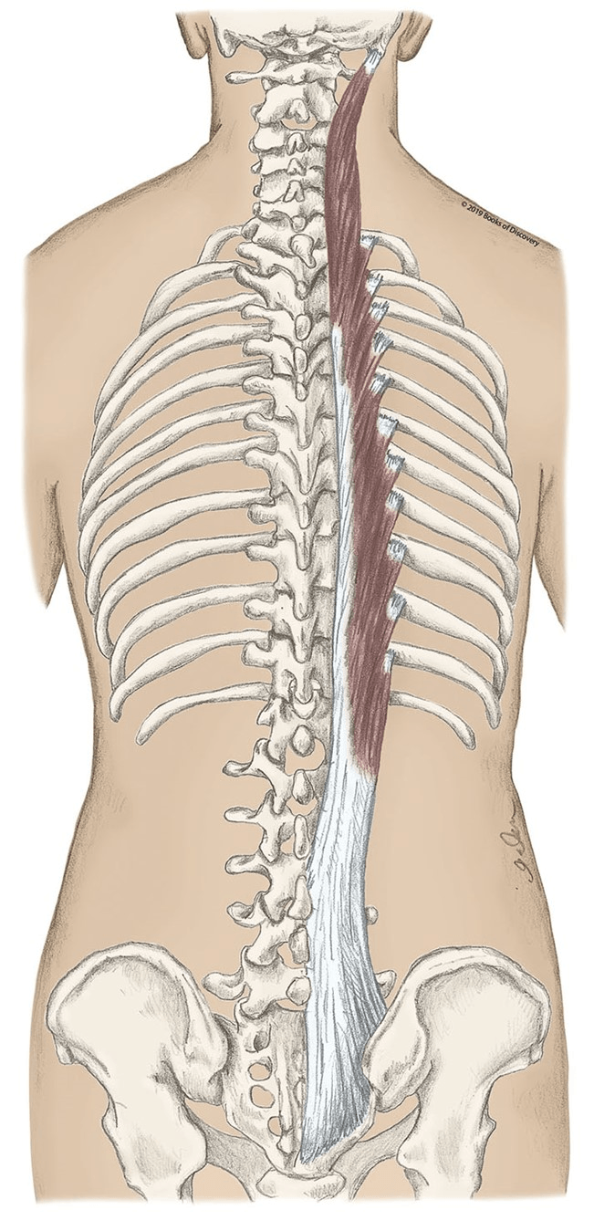 Spine Thorax Review Jeopardy Template spine-thorax-review-jeopardy-template
