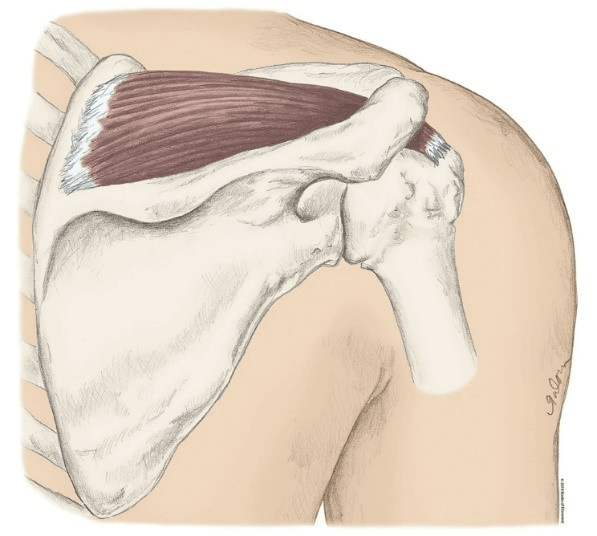 map-chapter-2-shoulder-arm-jeopardy-template
