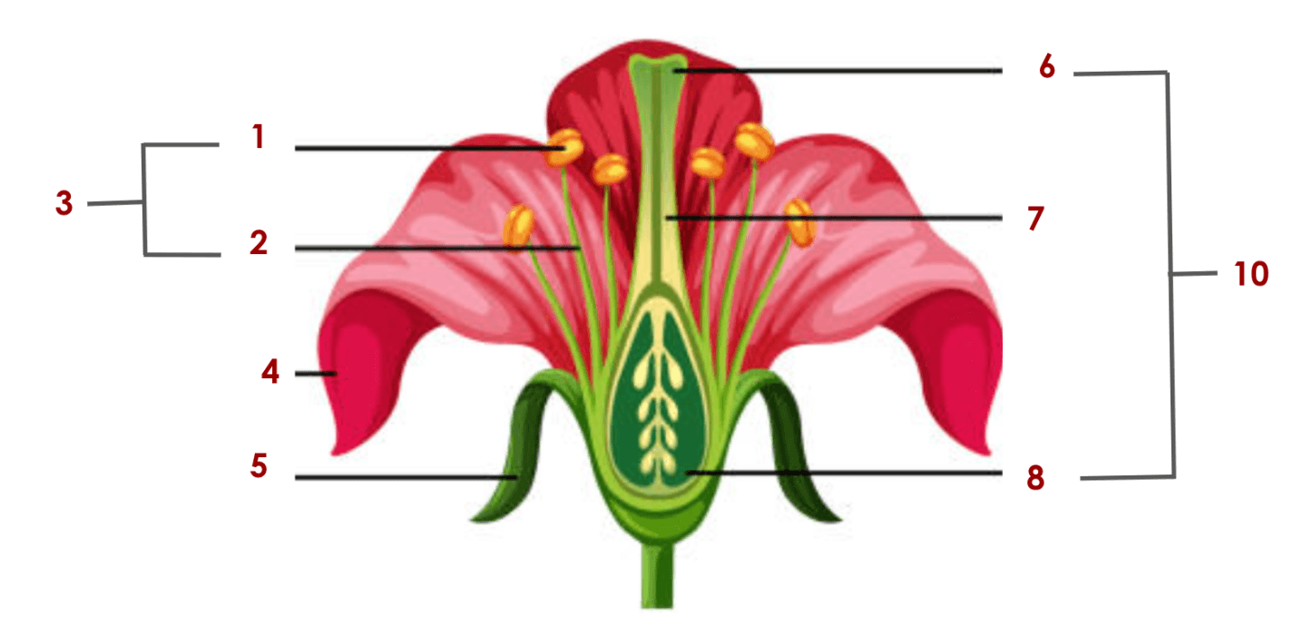 Plant Life Cycle and Plant Reproduction Jeopardy Template