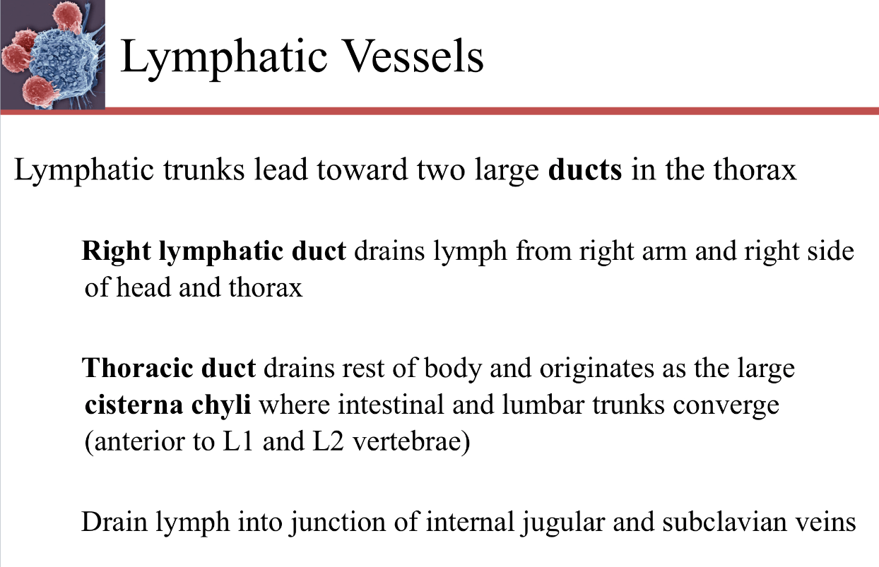 Chp 20: Lymphatic System Jeopardy Template