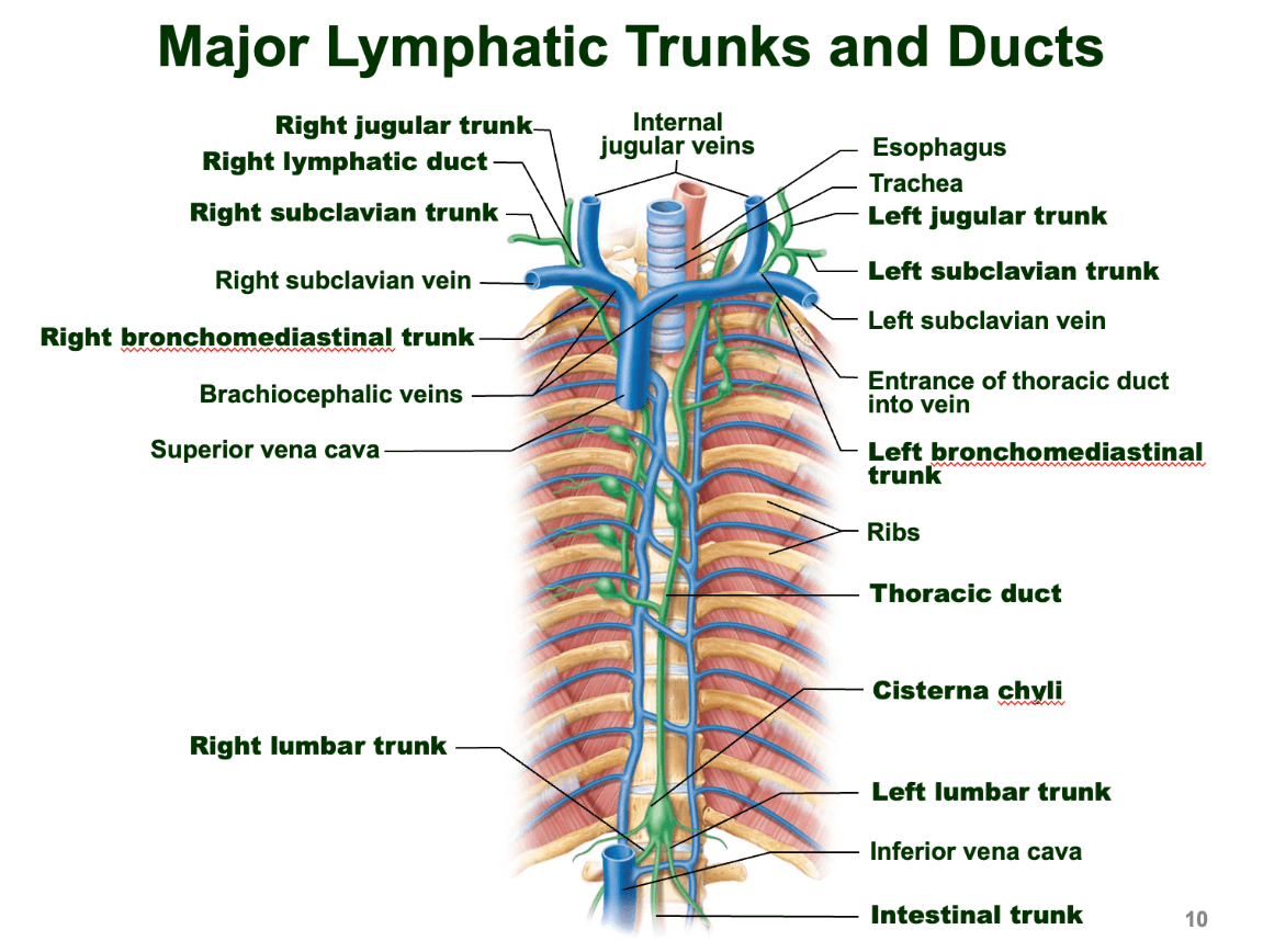 Chp 20: Lymphatic System Jeopardy Template