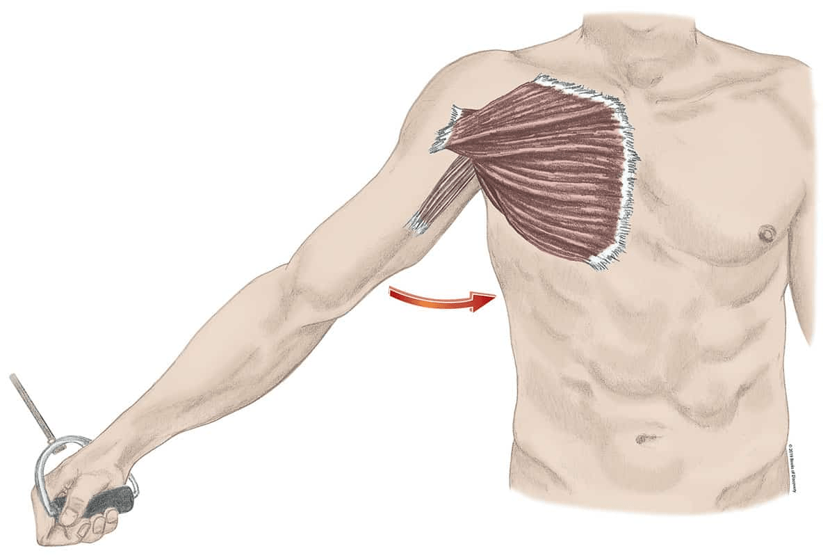 Shoulder Muscles Jeopardy Template