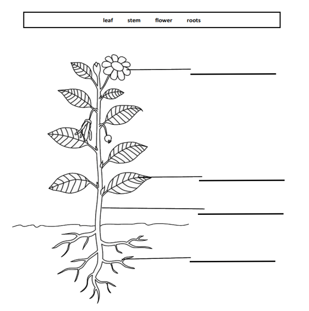 G4 - Science - Semester Review Jeopardy Template